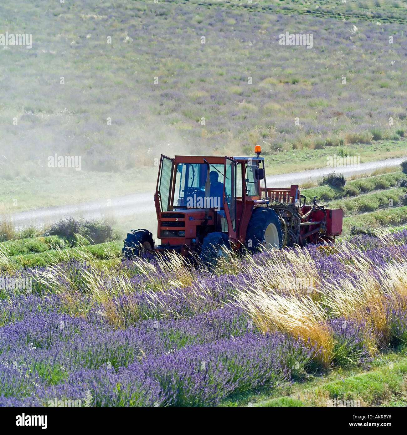 Tractor harvesting a lavender field, Vaucluse, Provence, France Stock ...