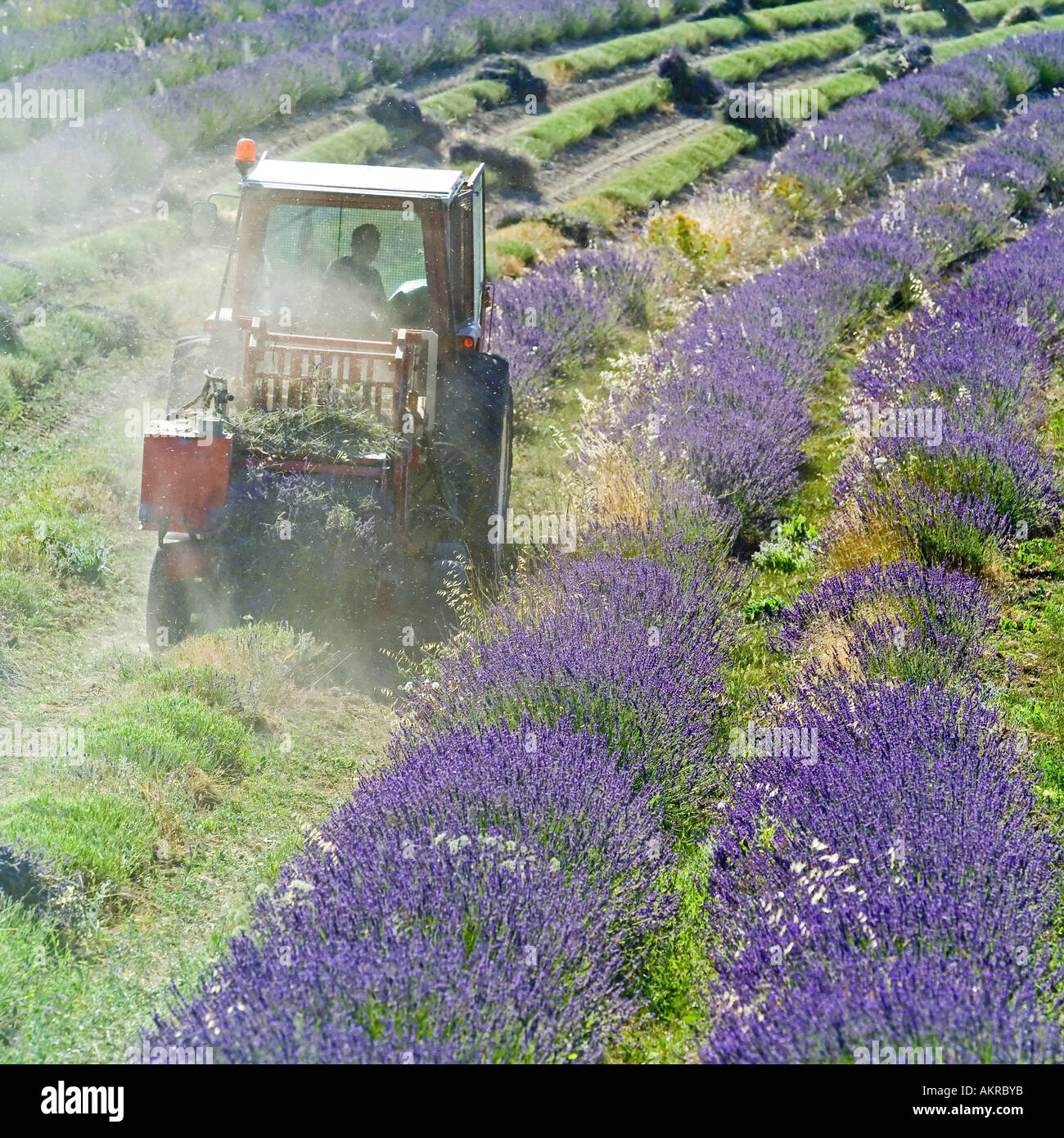 Tractor harvesting a lavender field, Vaucluse, Provence, France Stock ...