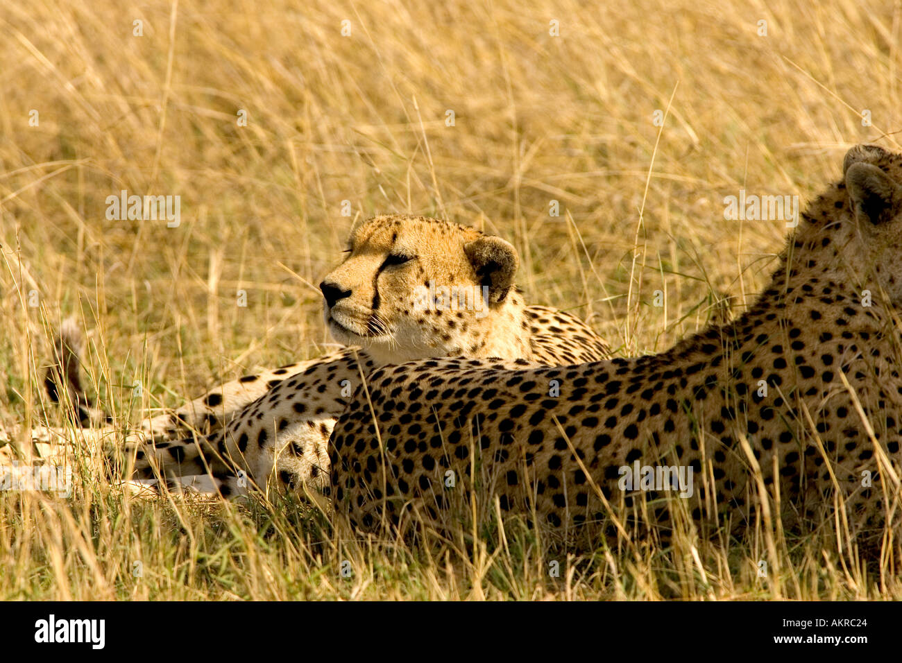 Fierce cheetah hi-res stock photography and images - Alamy
