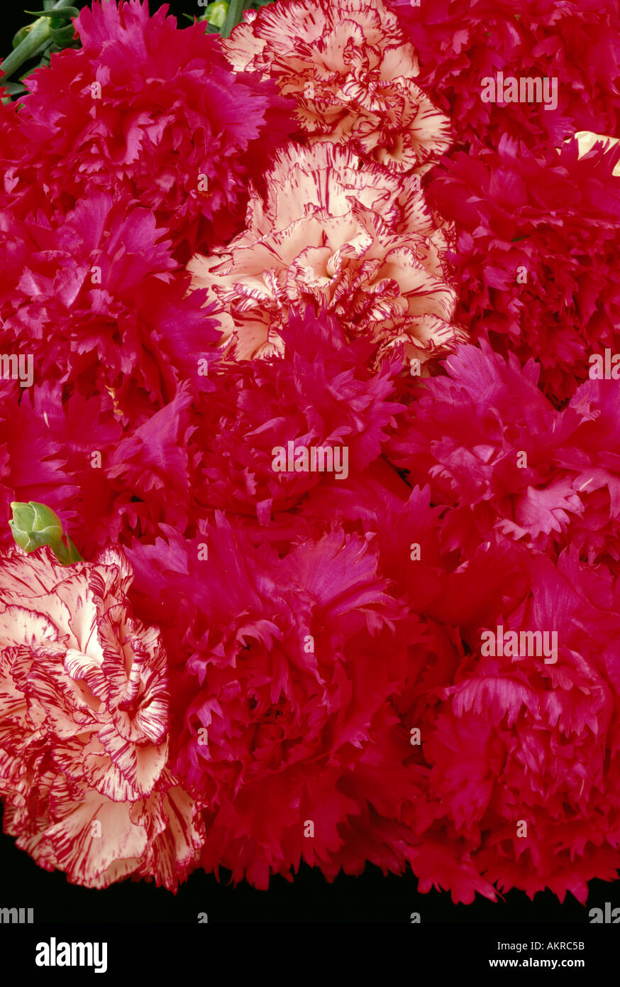 Carnation with studio lighting hi-res stock photography and images - Alamy