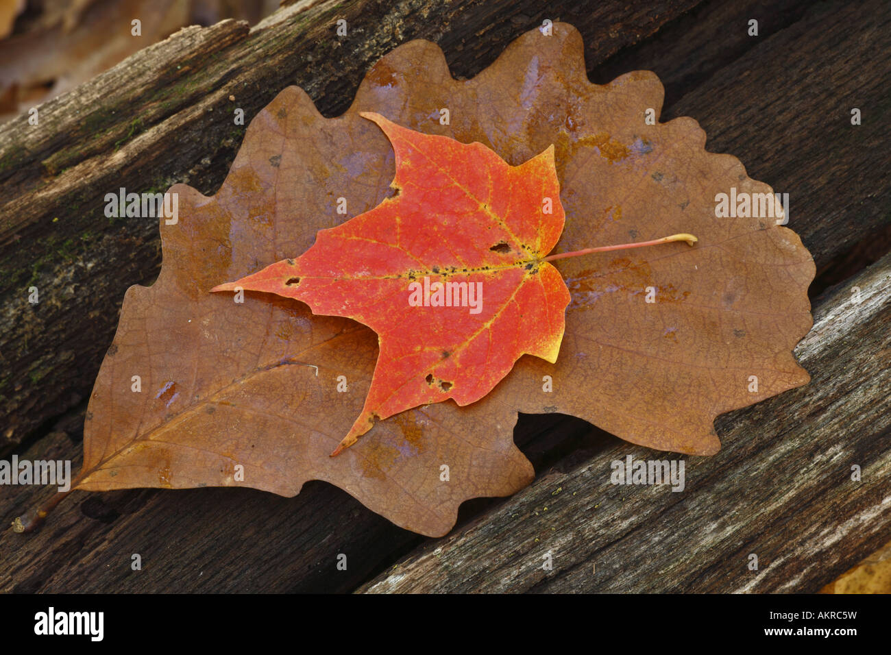 Red maple leaf Stock Photo - Alamy
