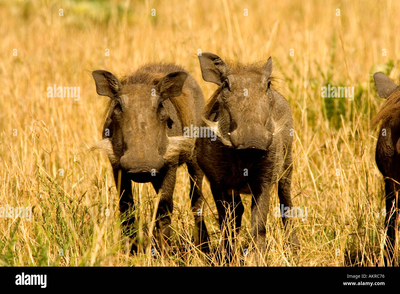 Pair of warthogs hi-res stock photography and images - Alamy