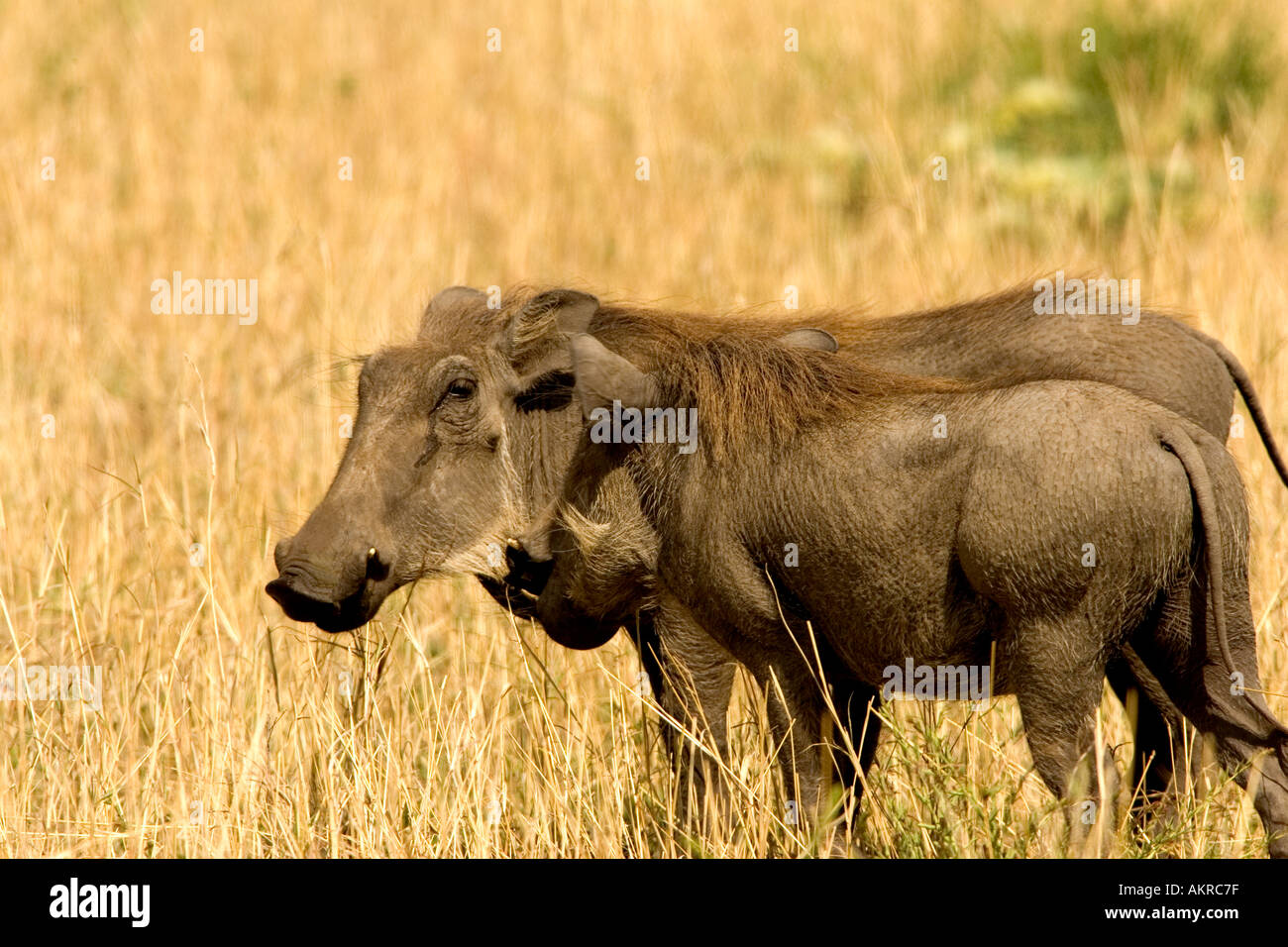 Hog family hi-res stock photography and images - Alamy
