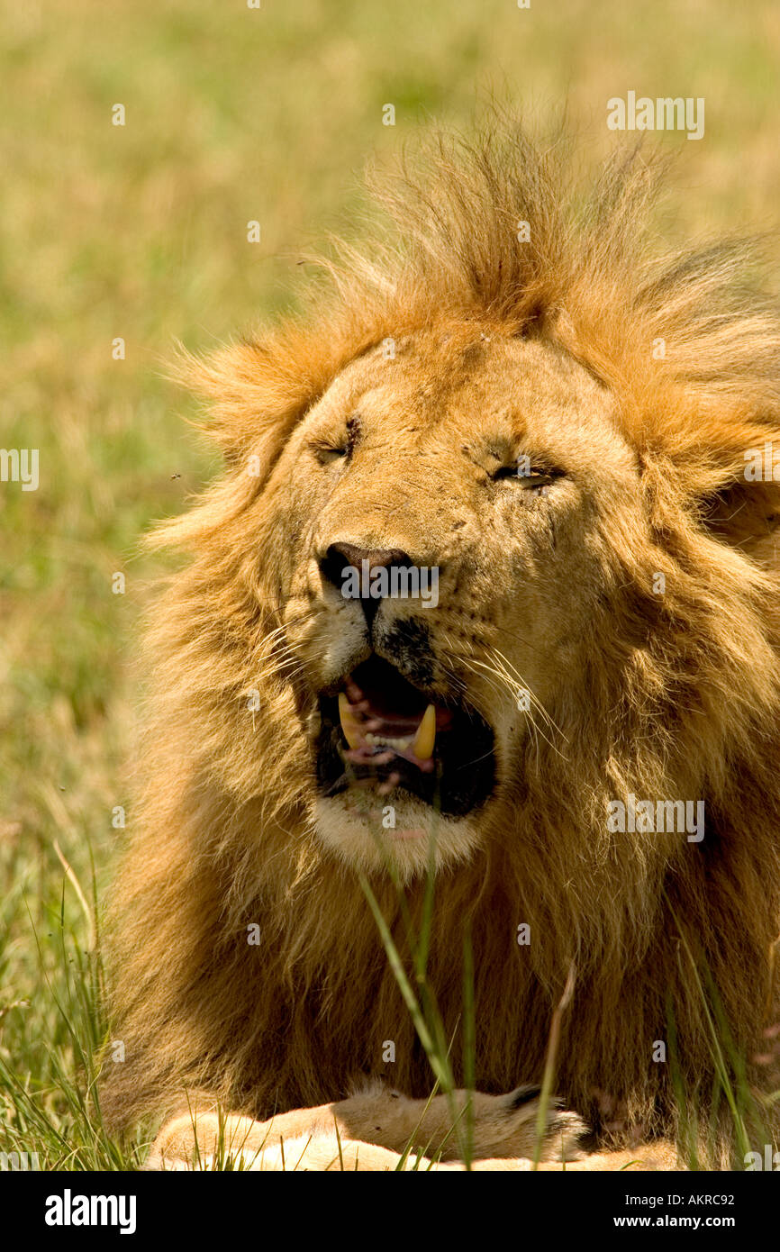 old male lion resting by a water hole in the masai mara reserve Stock ...