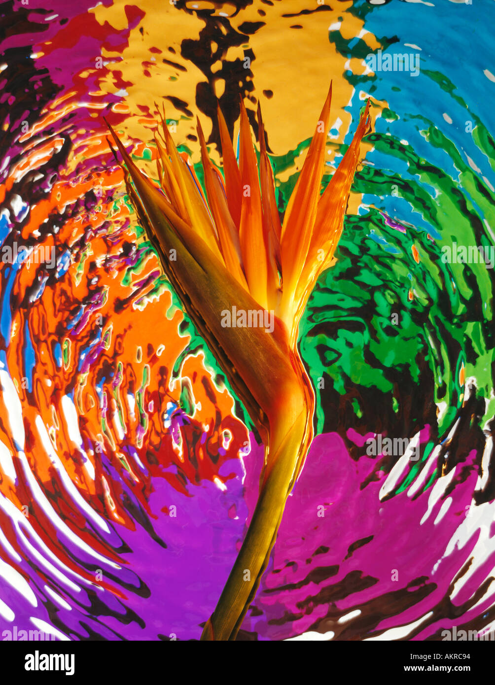 bird of paradise in colorful water with ripples Stock Photo - Alamy