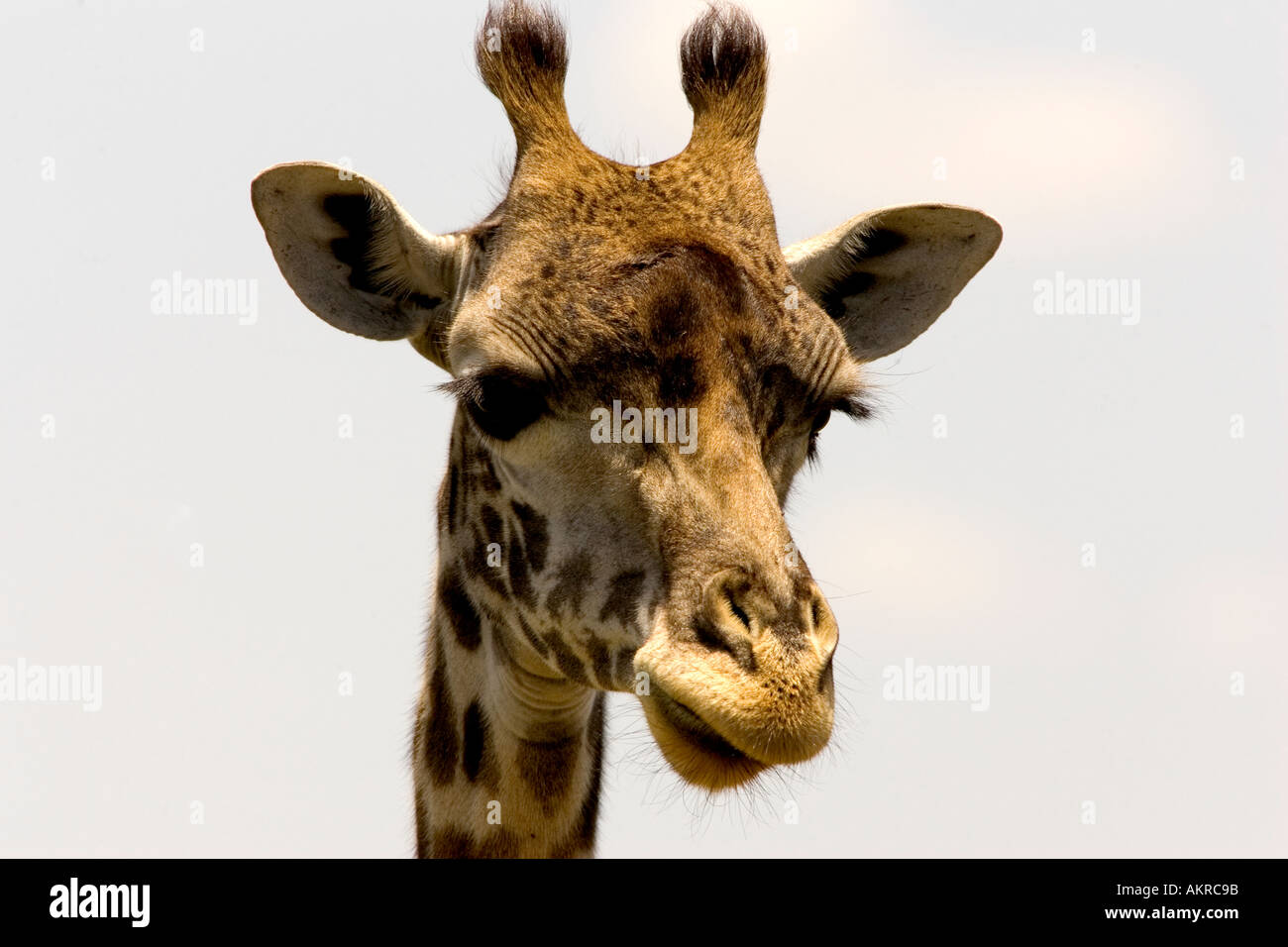 giraffe head shot Stock Photo - Alamy