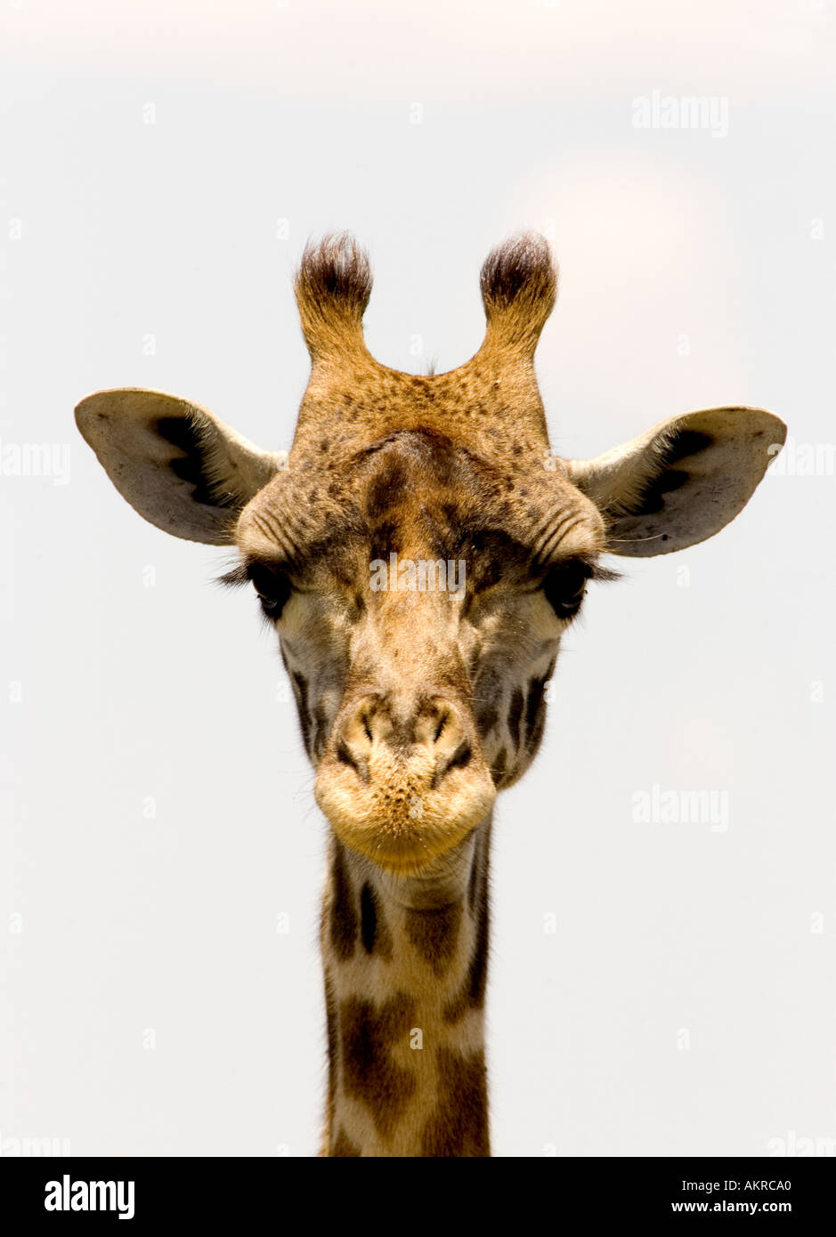 giraffe head shot Stock Photo - Alamy