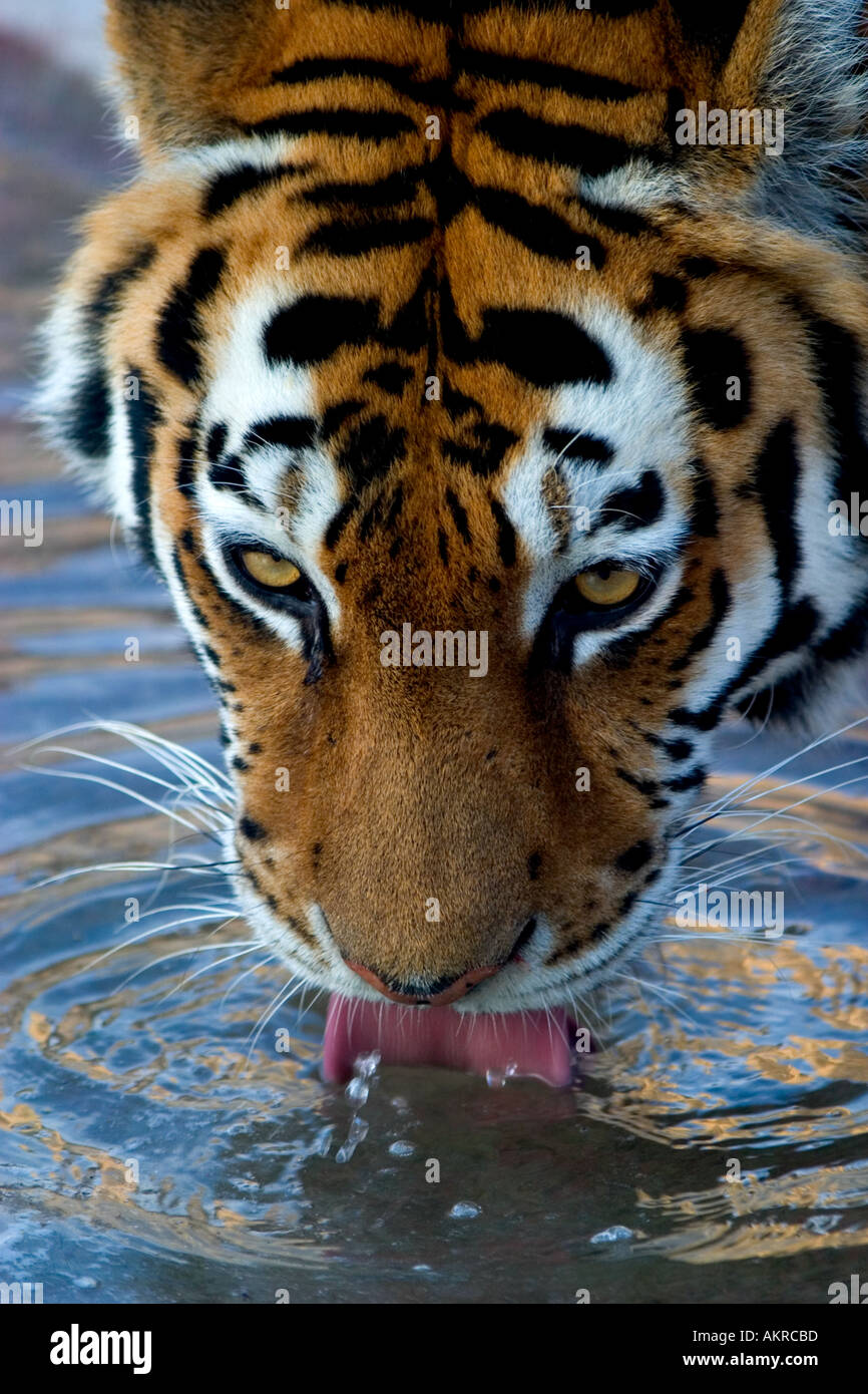 Tiger drinking cute hi-res stock photography and images - Alamy