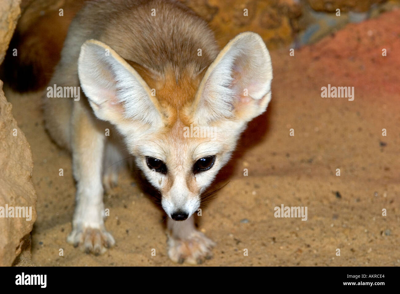 Large eared fox hi-res stock photography and images - Alamy