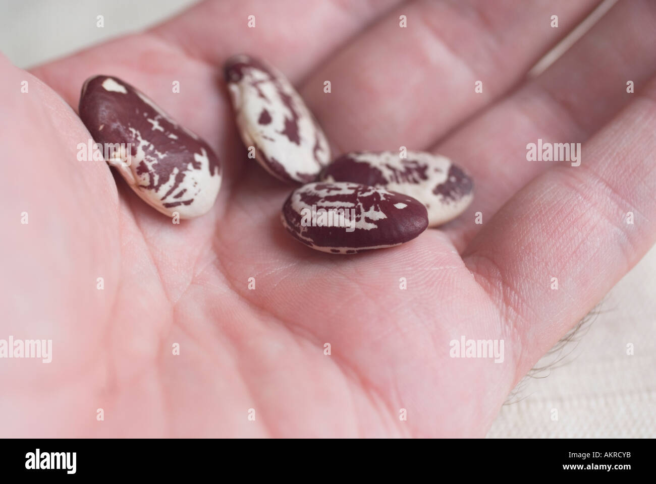 Pinto Beans in Hand Palm Stock Photo - Alamy