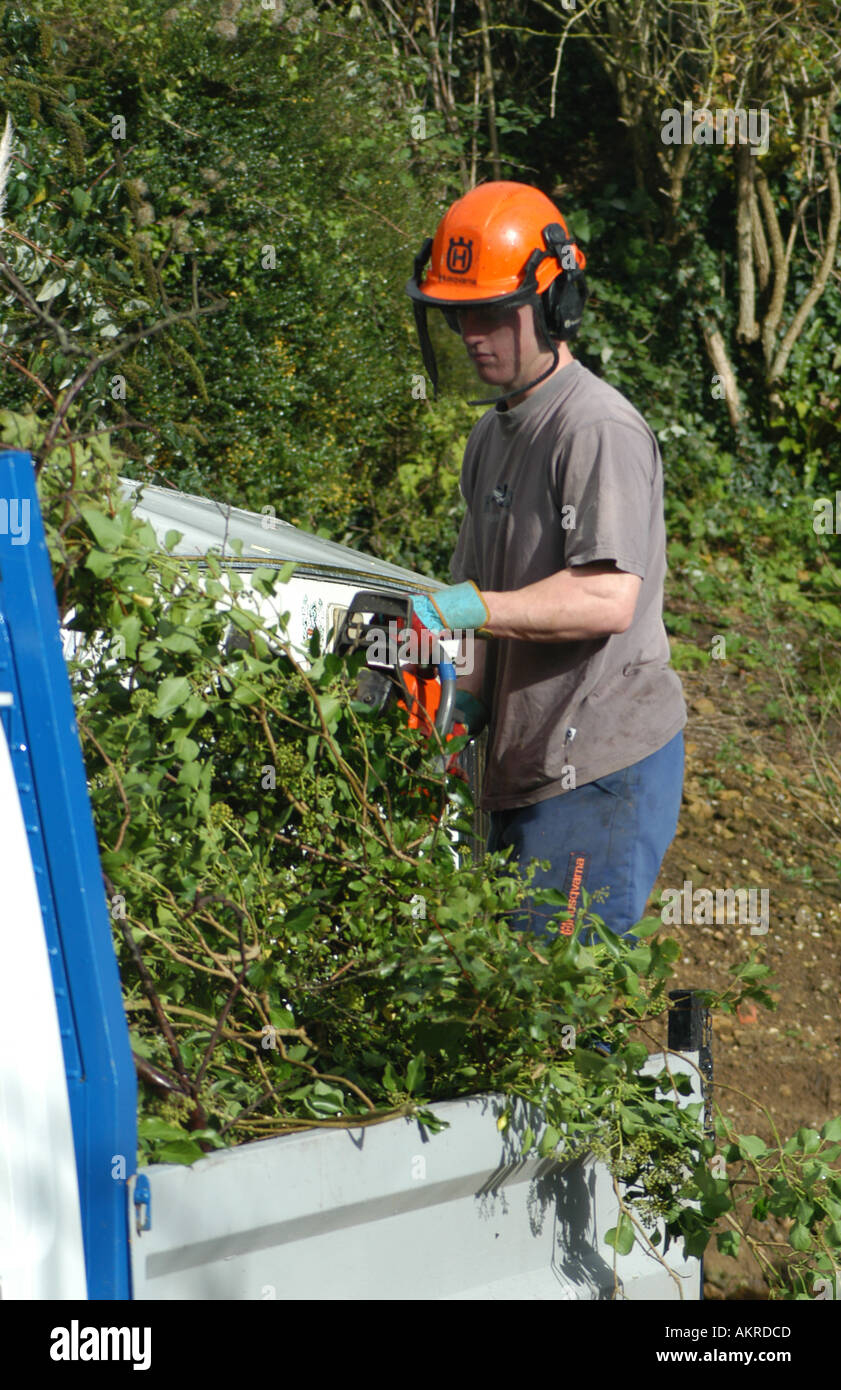 Tree Surgeons cutting and pruning sycamore trees then taking the wood ...