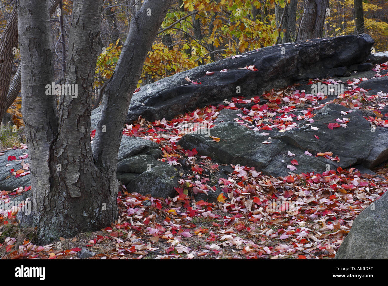 Forest scenes in New England in the fall Stock Photo - Alamy