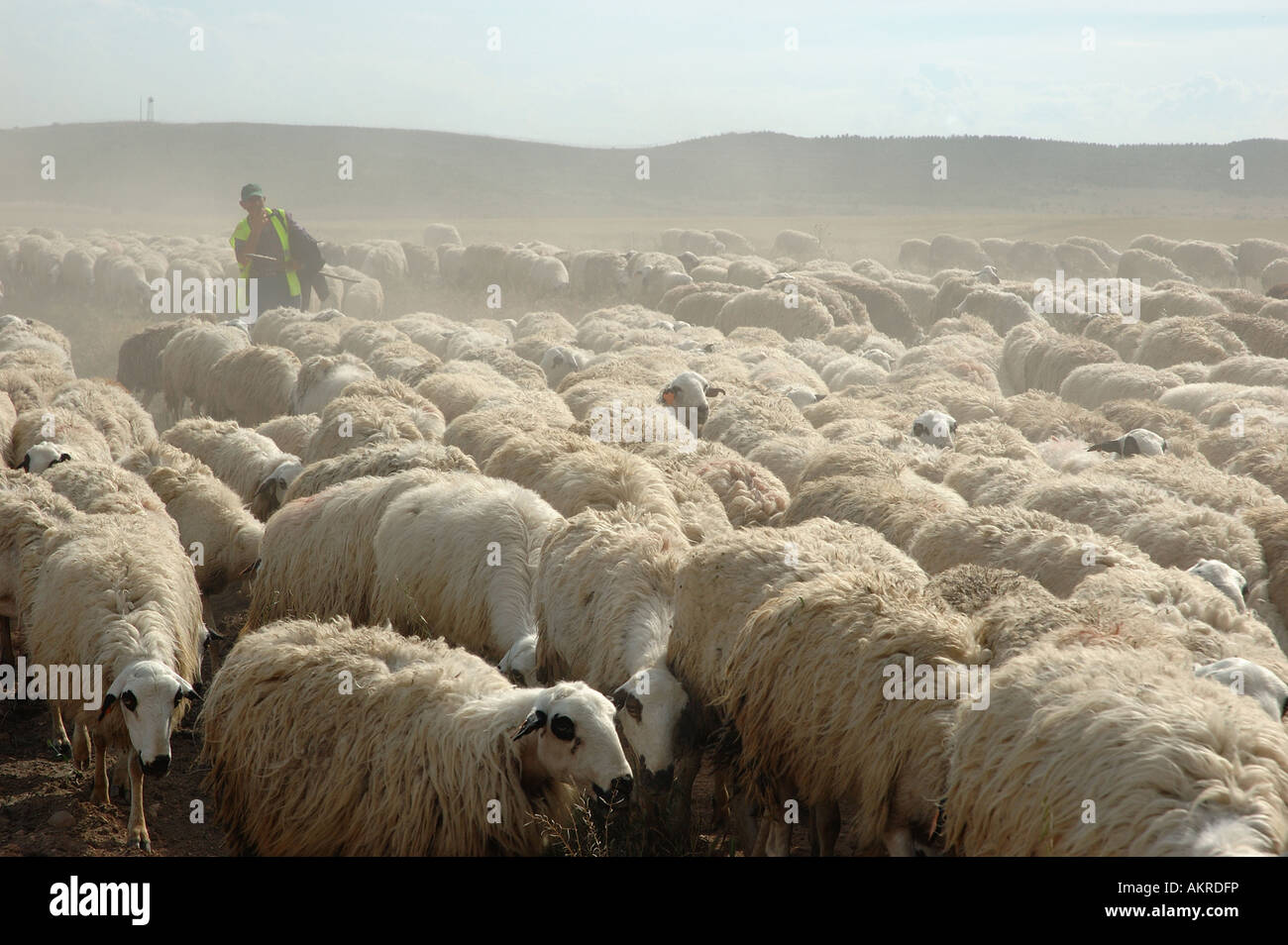 3,000 migrating sheep drag a dust cloud across the great expanse of the ...