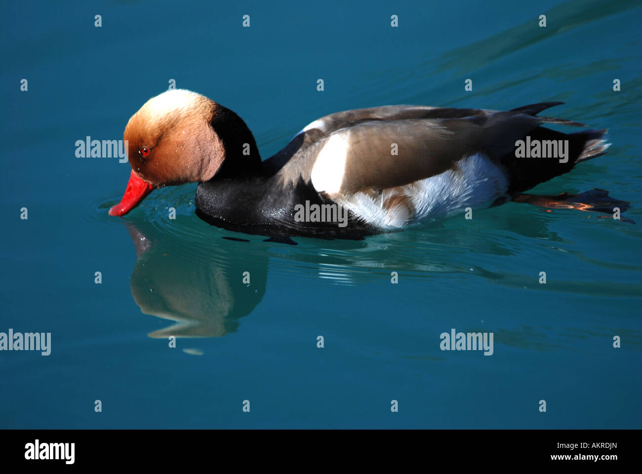 Red crested Pochard, netta ruifna, Lake Thun Switzerland Stock Photo ...
