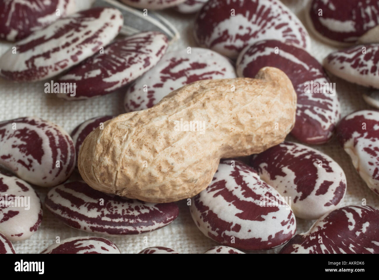 Pinto peanut hi-res stock photography and images - Alamy