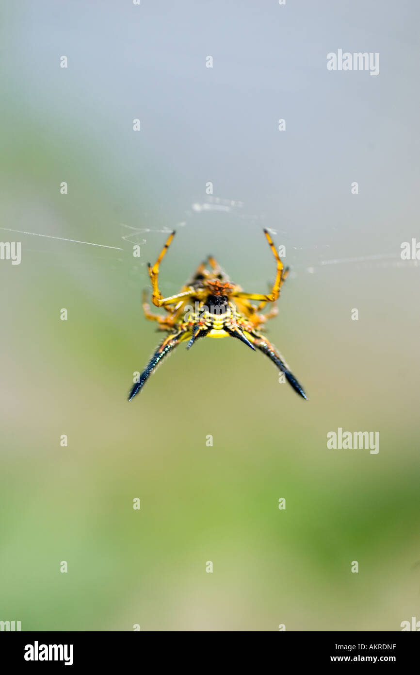 Spider Gasteracantha sp Stock Photo - Alamy