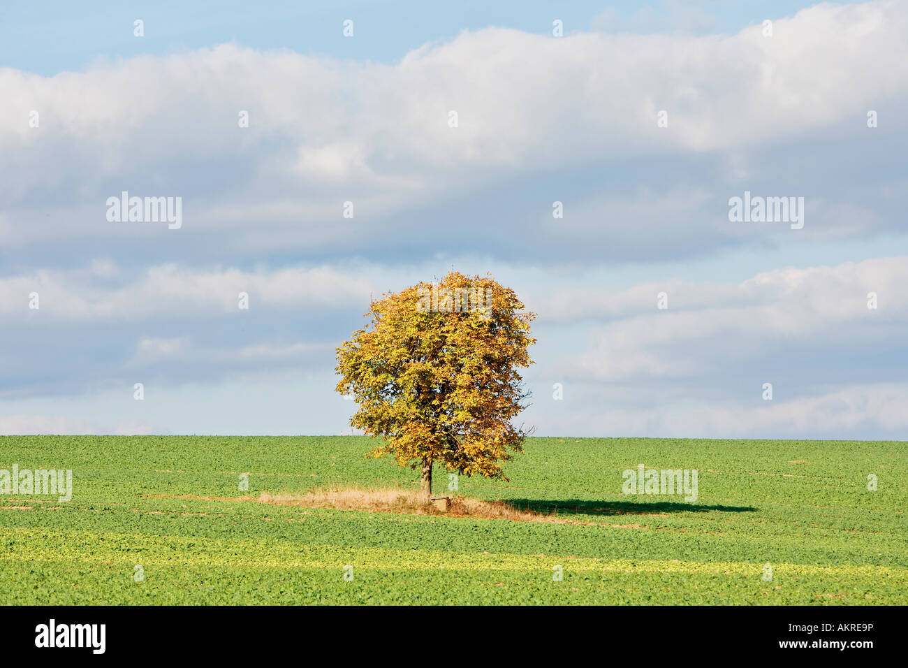 LONE TREE IN A FIELD Stock Photo - Alamy