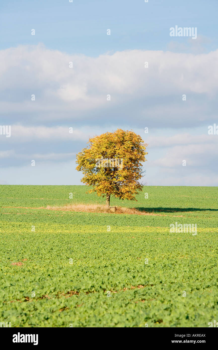 Stand alone tree hi-res stock photography and images - Alamy