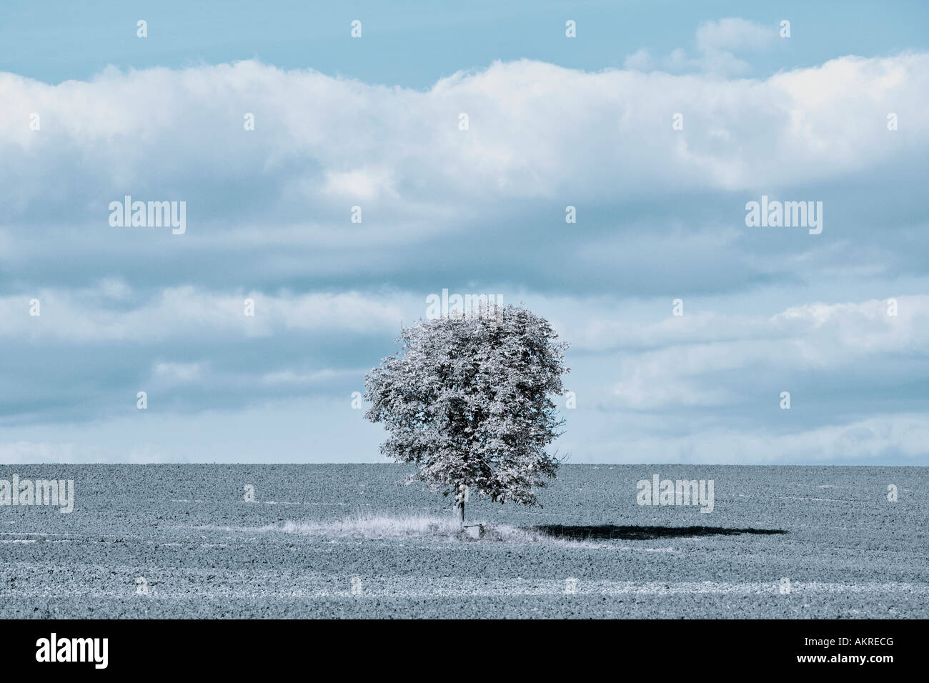 LONE TREE IN A FIELD Stock Photo - Alamy