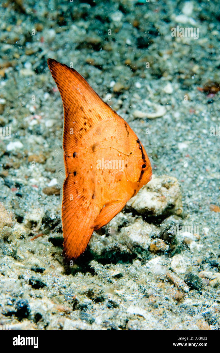 Juvenile round batfish hi-res stock photography and images - Alamy