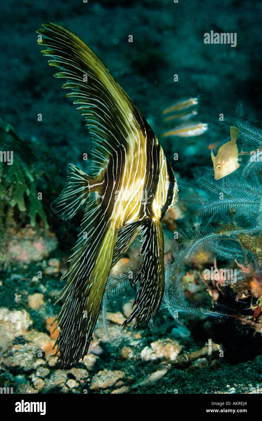 Zebra Batfish