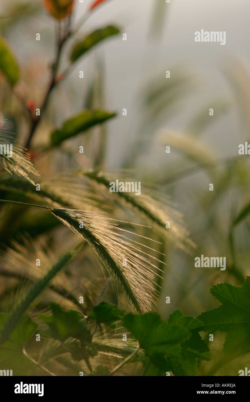 Close up of ripening rye ears Secale cereale L Southern California USA ...