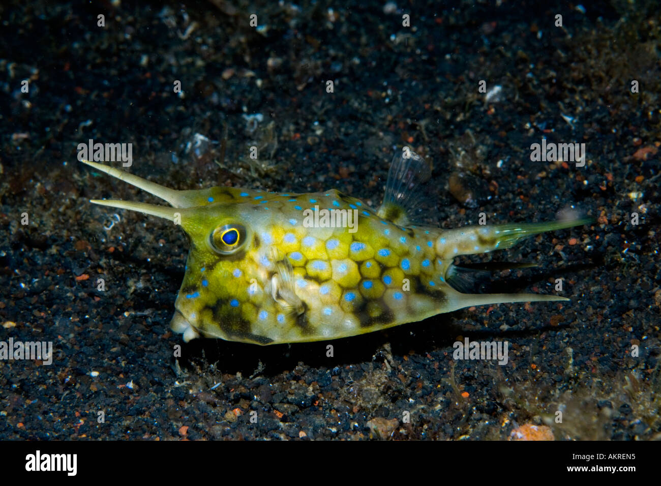 Longhorned cowfish Lactoria cornuta at Lembeh Straits Indonesia Stock ...