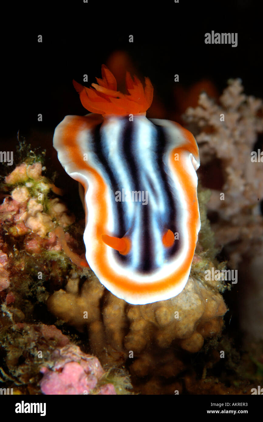 Chromodoris magnifica nudibranch hi-res stock photography and images ...