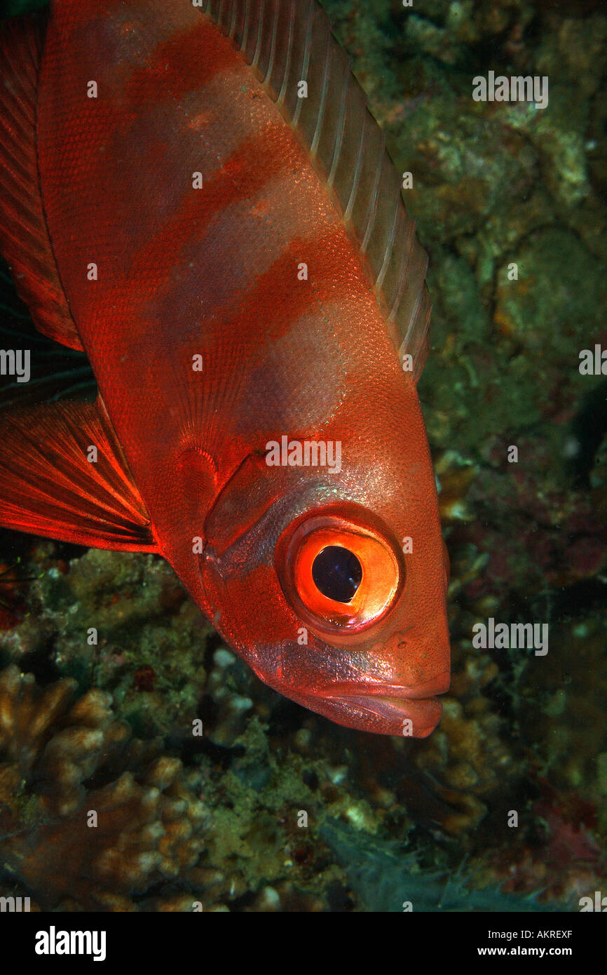 Crescent Tail Bigeye Priacanthus hamrur at Lembeh Straits Indonesia ...