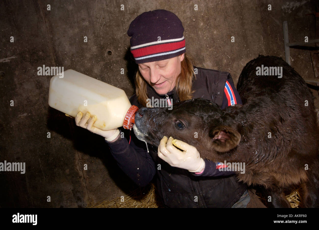 Lady dairy farmer bottle feeding by hand a recently born calf with milk ...