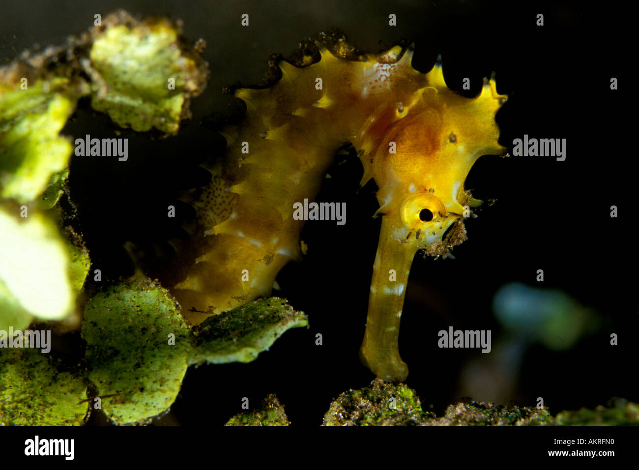 Thorny Seahorse Hippocampus histrix at Lembeh Straits Indonesia Stock ...