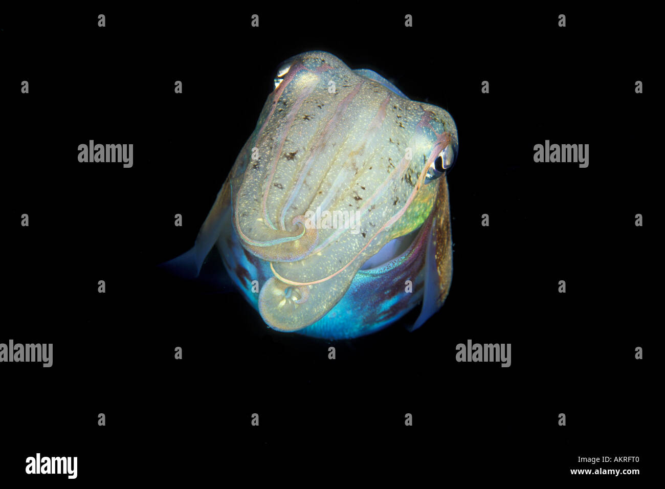 Cuttlefish Sepiidae sp at Lembeh Straits Indonesia Stock Photo - Alamy