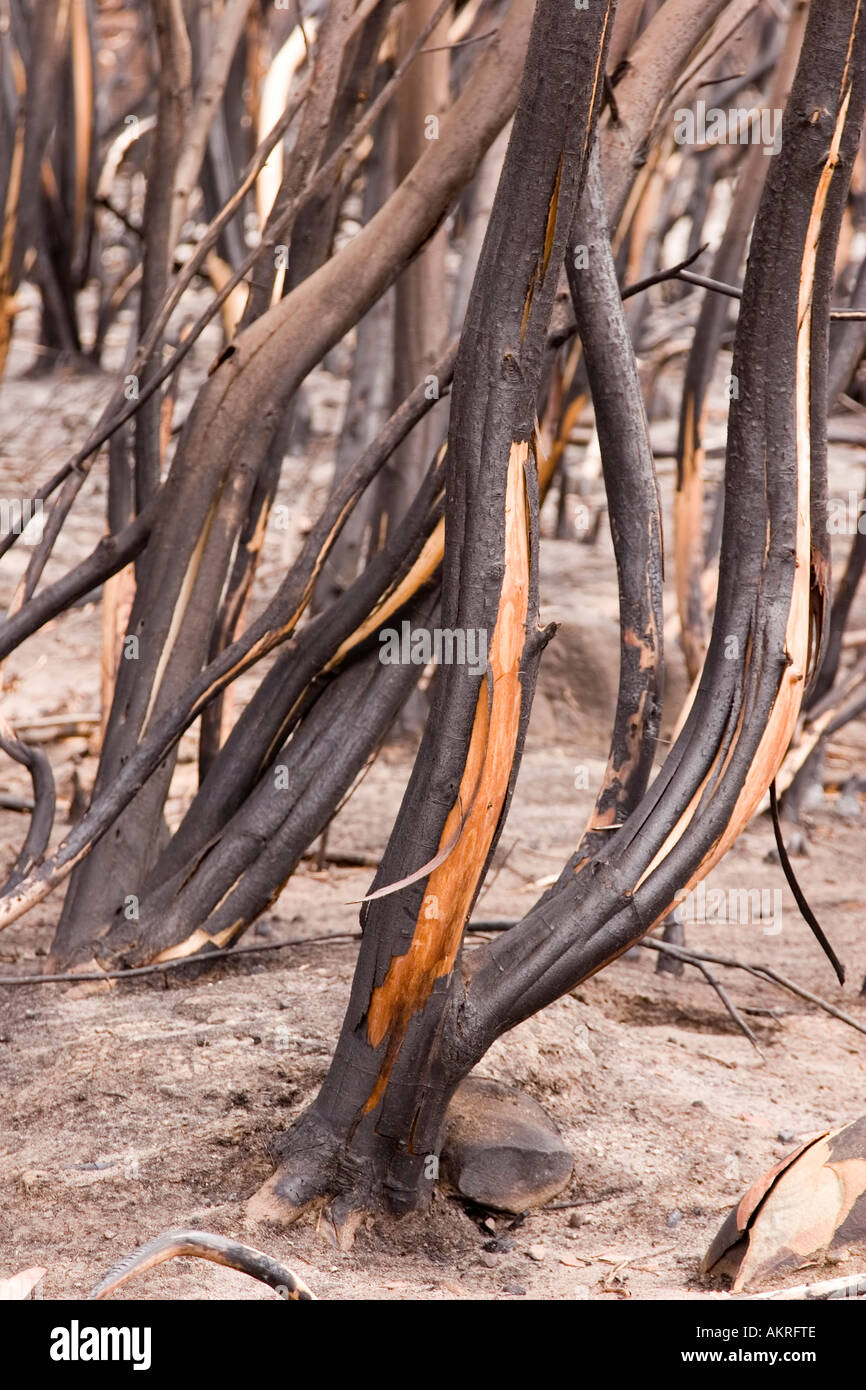 Devastation after a veldfire swept across the mountain, Franschoek ...