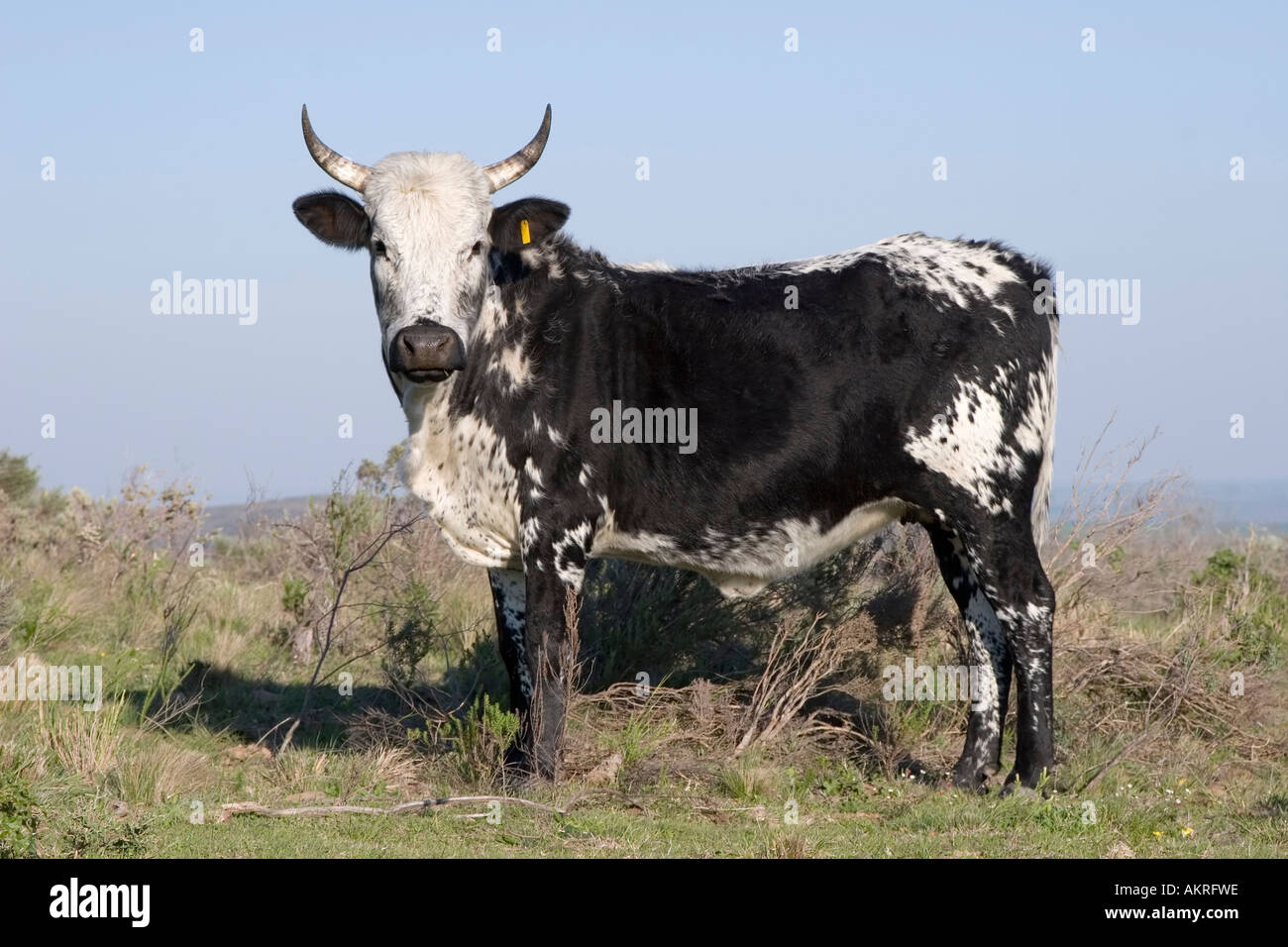 Nguni ox hi-res stock photography and images - Alamy