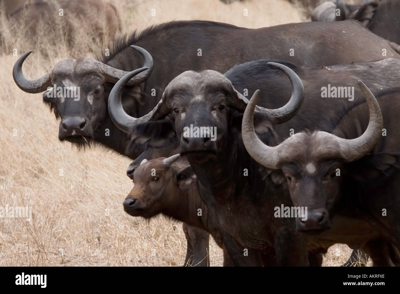 Group of buffalo with calf, Greater Kruger National Park, South Africa ...