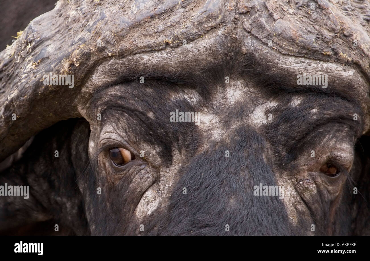 Close-up of male buffalo face, Greater Kruger National Park, South ...