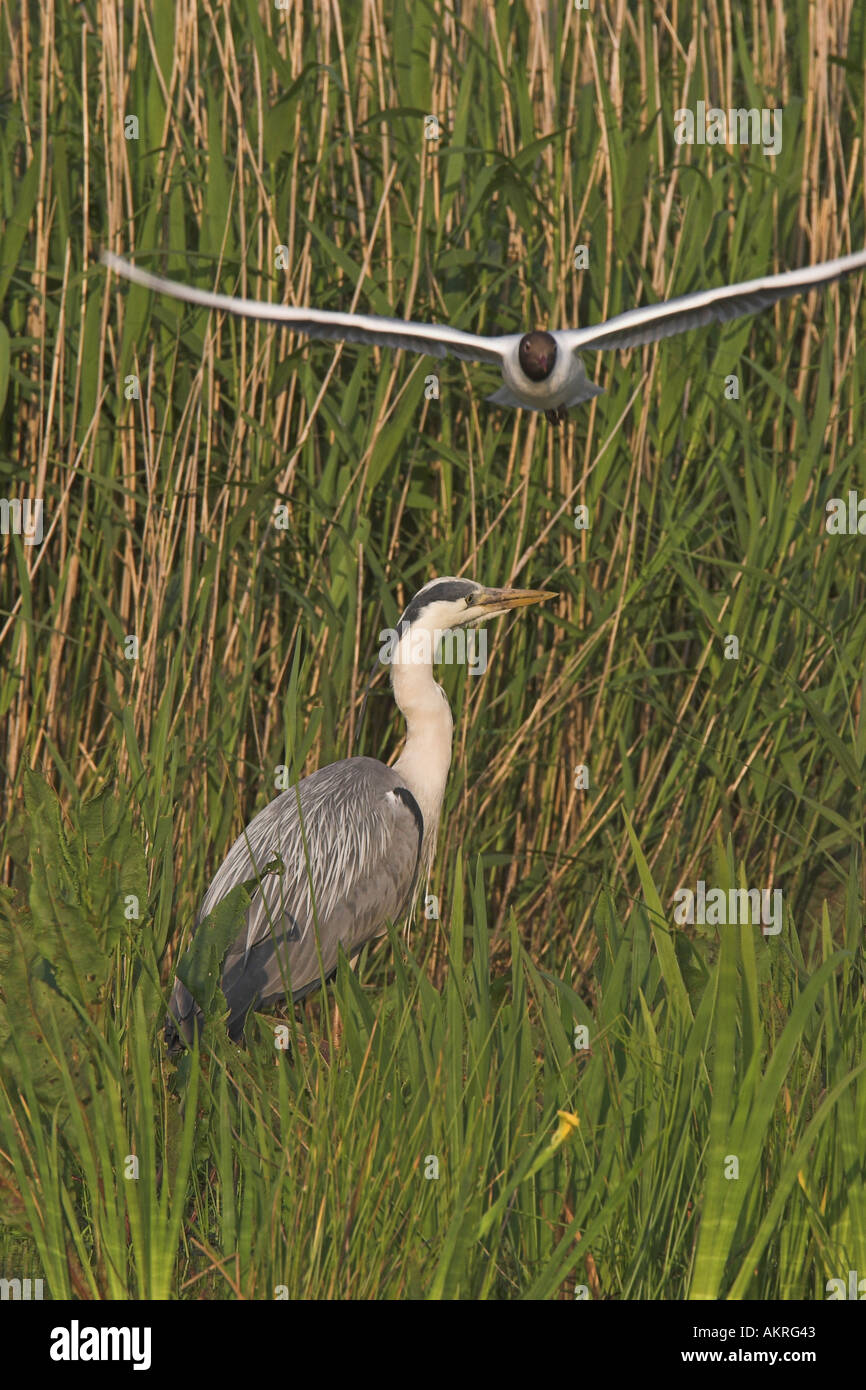 Heron getting attacked sea gull hi-res stock photography and images - Alamy