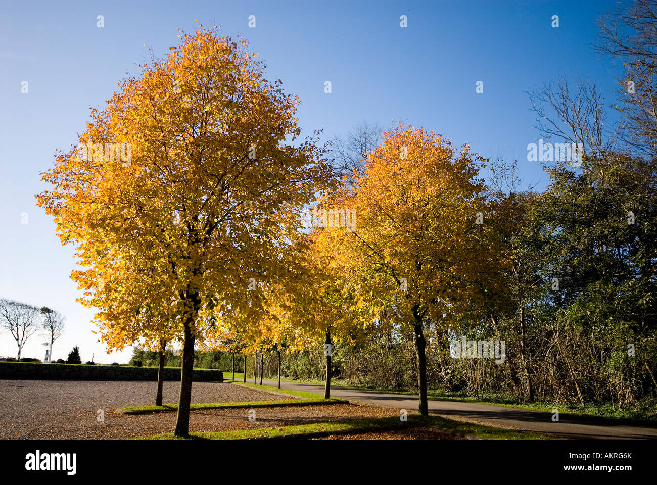 Bright colored autumn treen in bright sunny wheater Jutland Denmark ...