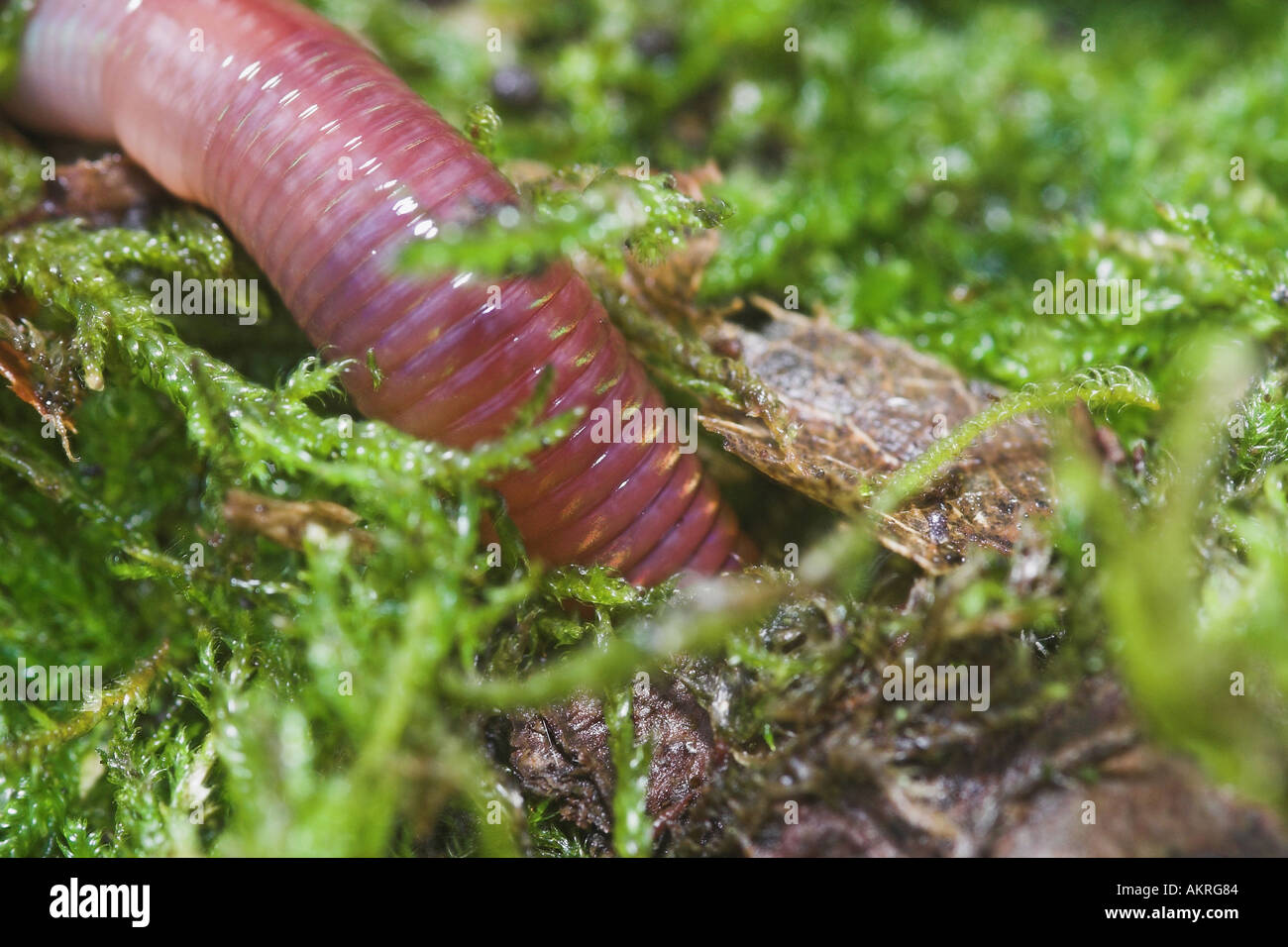 Regenwurm hi-res stock photography and images - Alamy