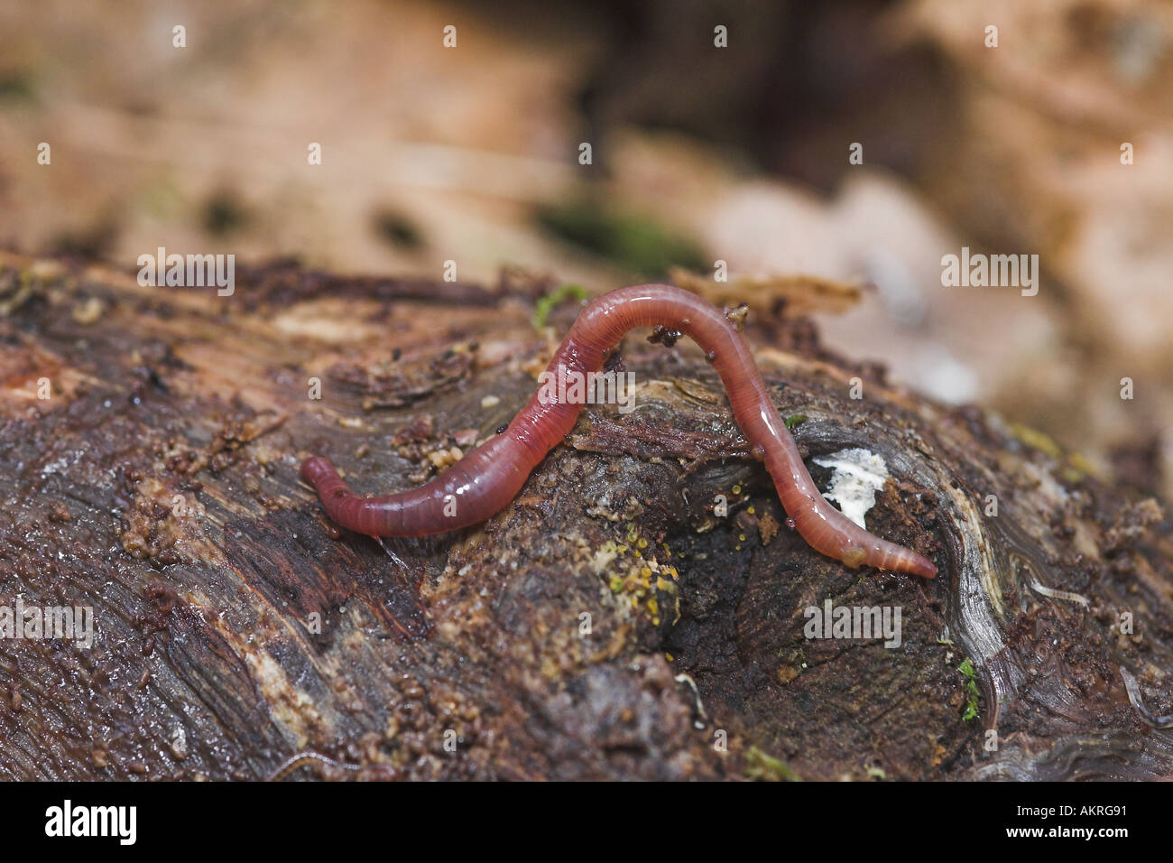 earthworm on a piece of bark arching body with its muscle segments ...