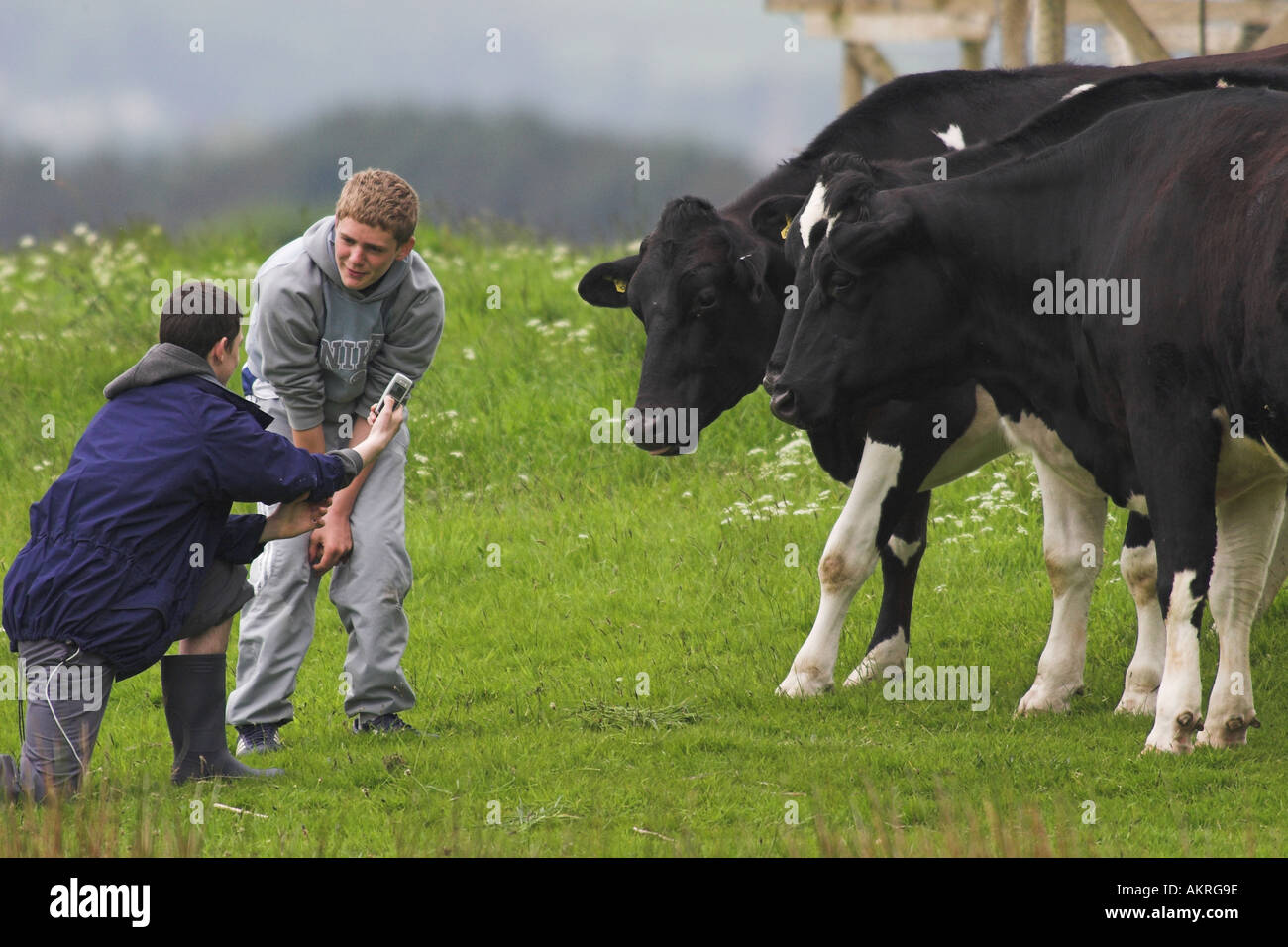 two boys close to some cows trying to take a picture on their mobile ...