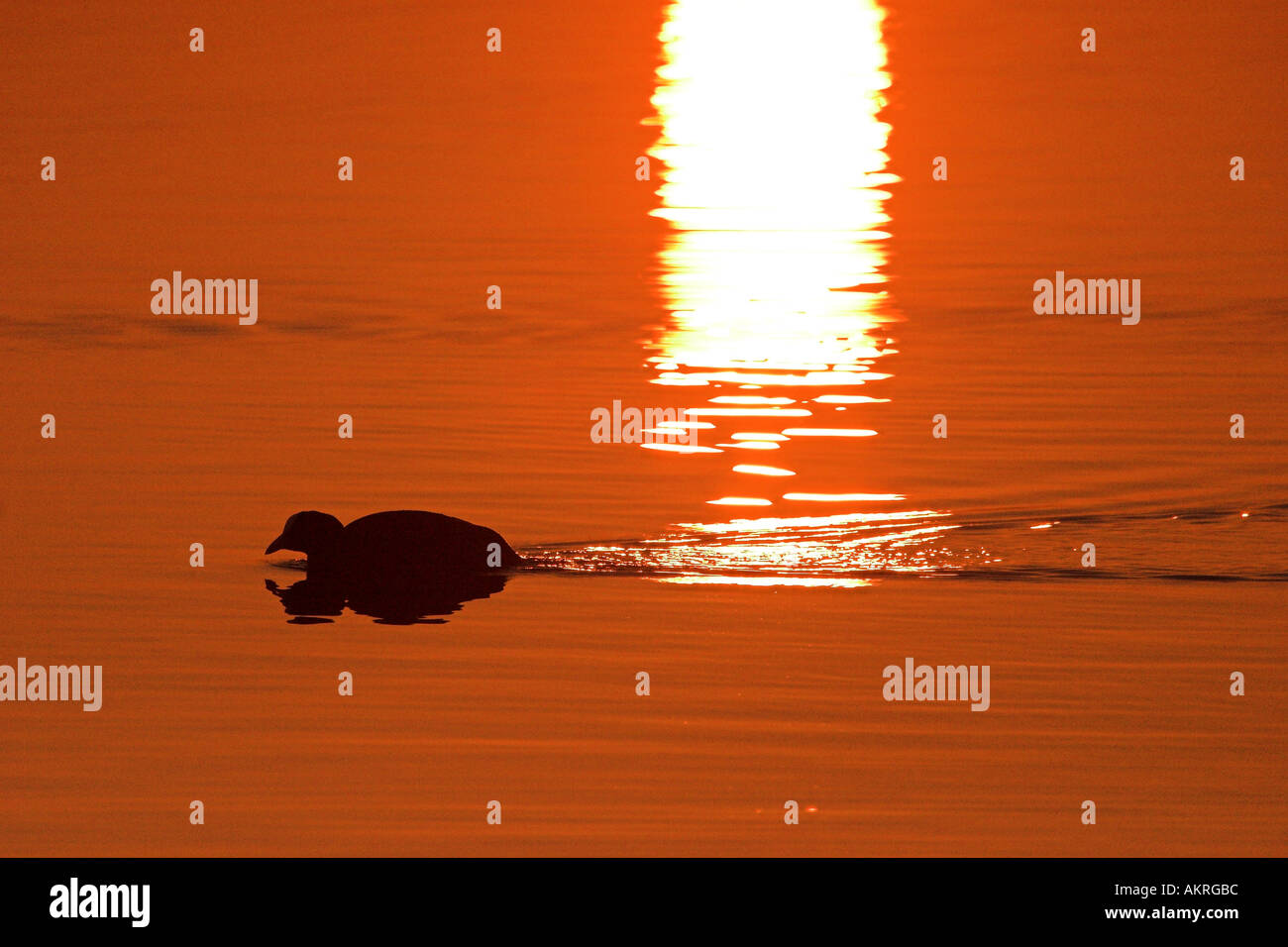 Common coots feet hi-res stock photography and images - Alamy