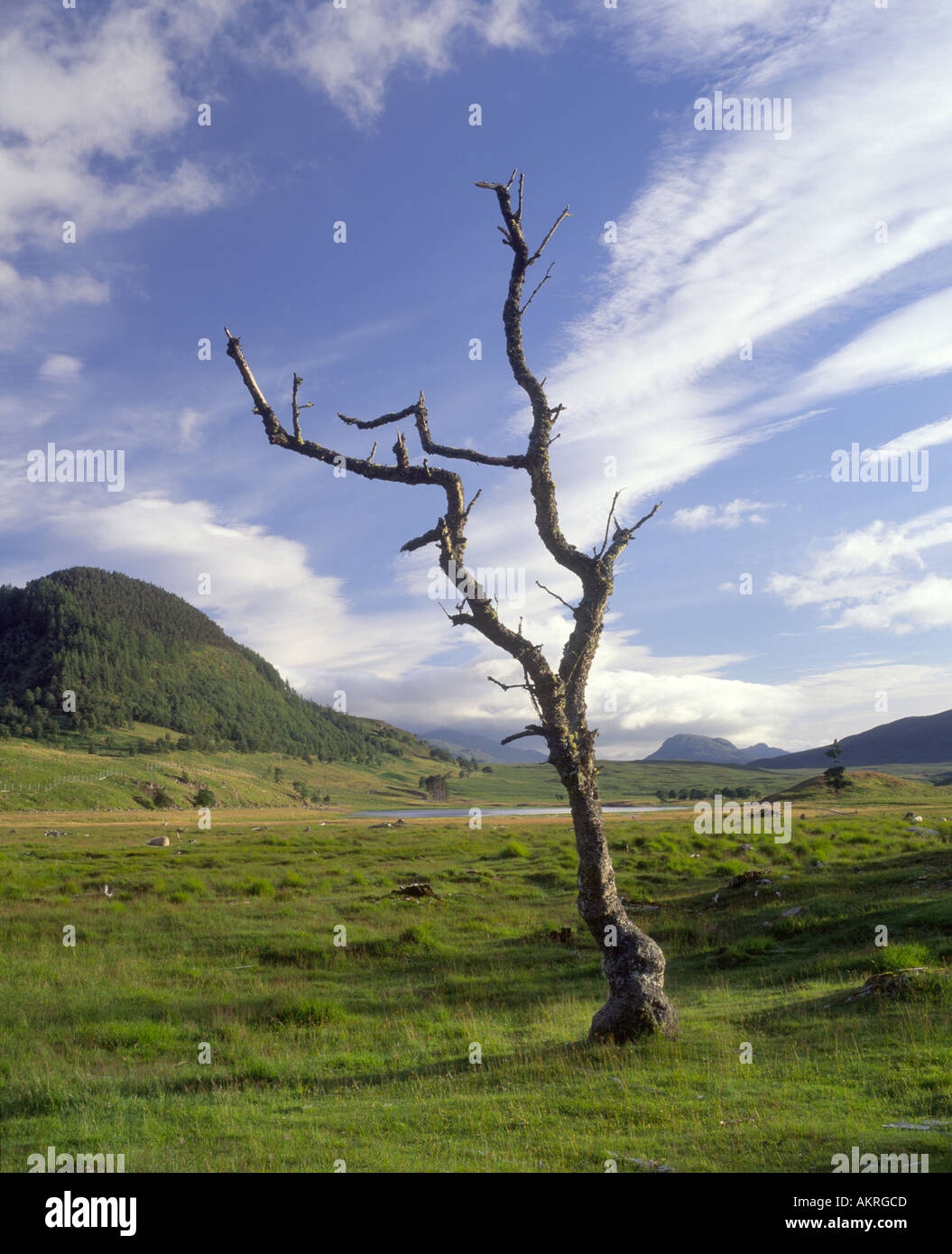 Whispy branches hi-res stock photography and images - Alamy