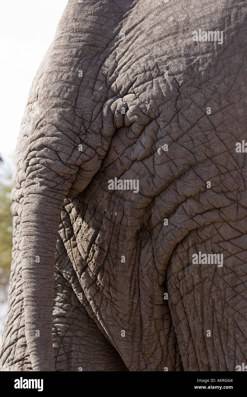 Close-up of elephant butt and tail, Kruger National Park, South Africa ...