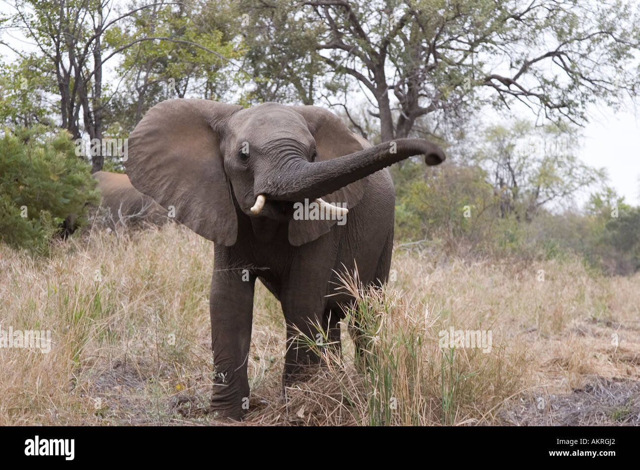 Young Elephant lifting his trunk to smell the air Stock Photo - Alamy