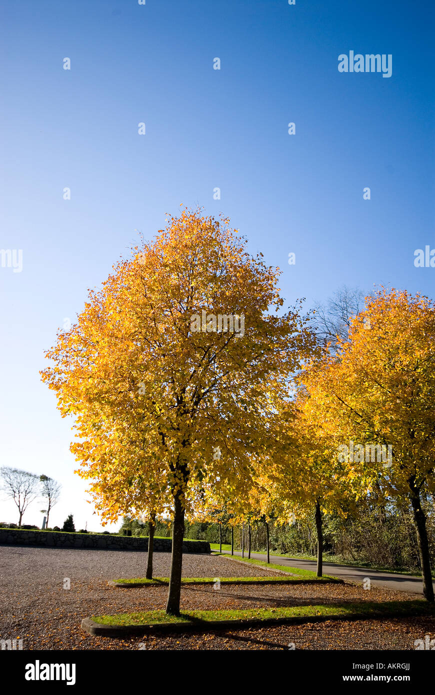 Brightly colored autumn trees in bright sunny wheater Jutland Denmark ...