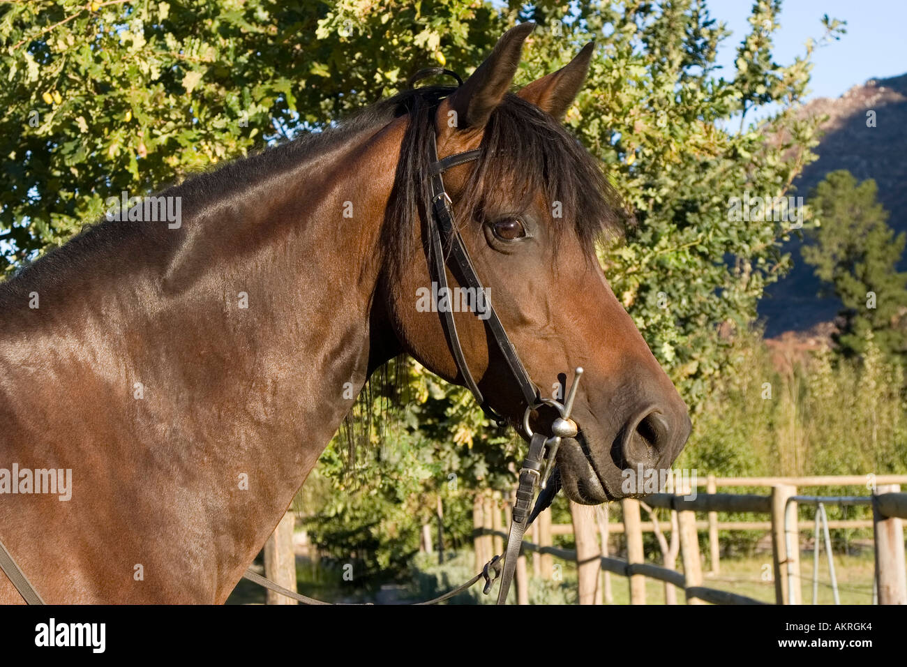 Portrait of a Friesian cross mare Stock Photo - Alamy