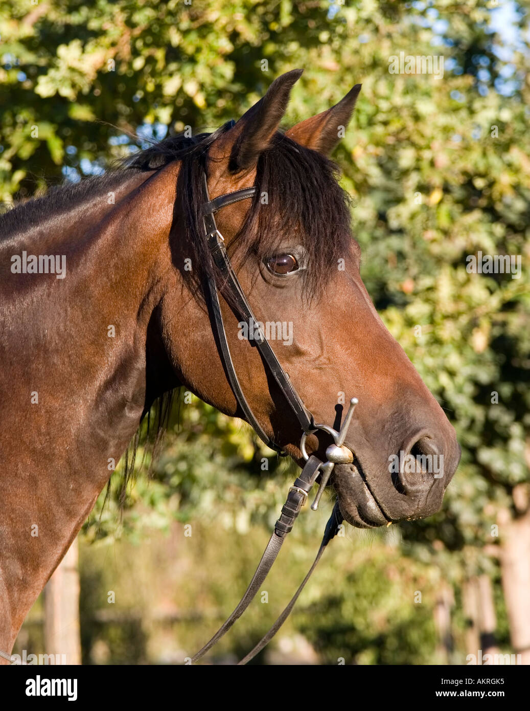 Portrait of a Friesian cross mare Stock Photo - Alamy