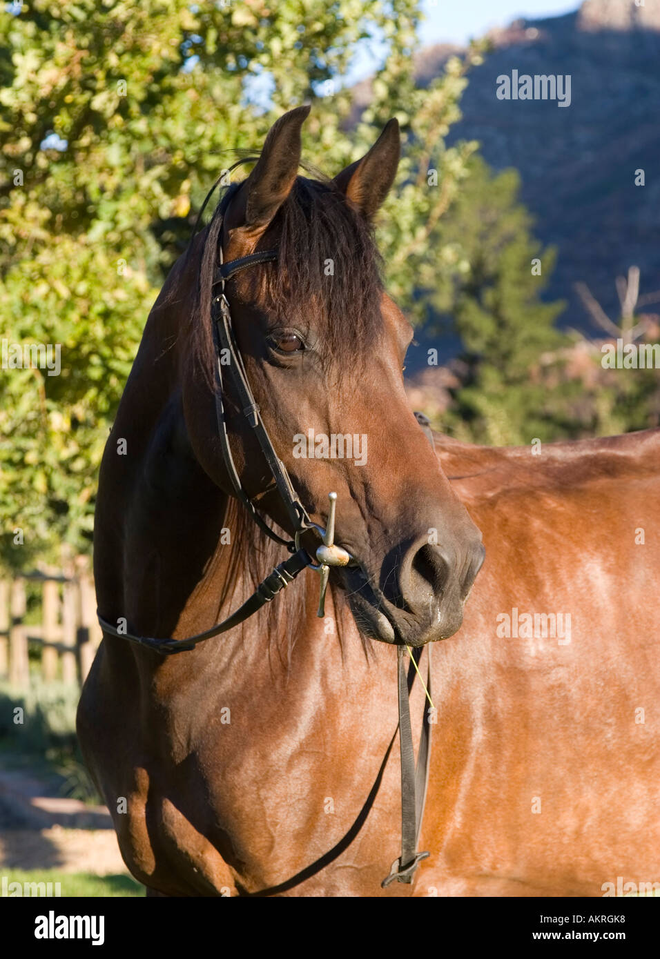 Portrait of a Friesian cross mare Stock Photo - Alamy
