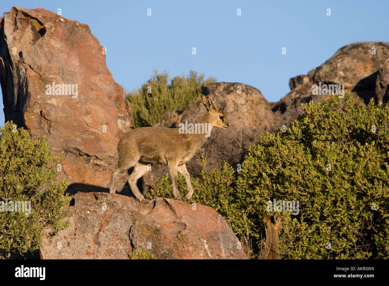 Klipspringer (Oreotragus oreotragus) on a rock in the mountains of ...